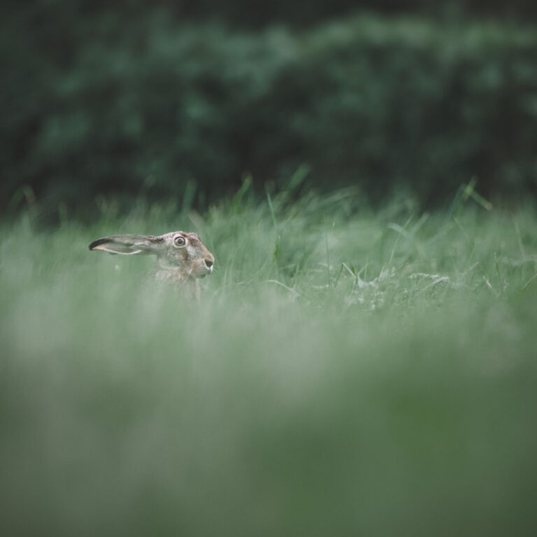 NEWS: Humming Whale announce “Chasing Rabbits”! – Metal Noise